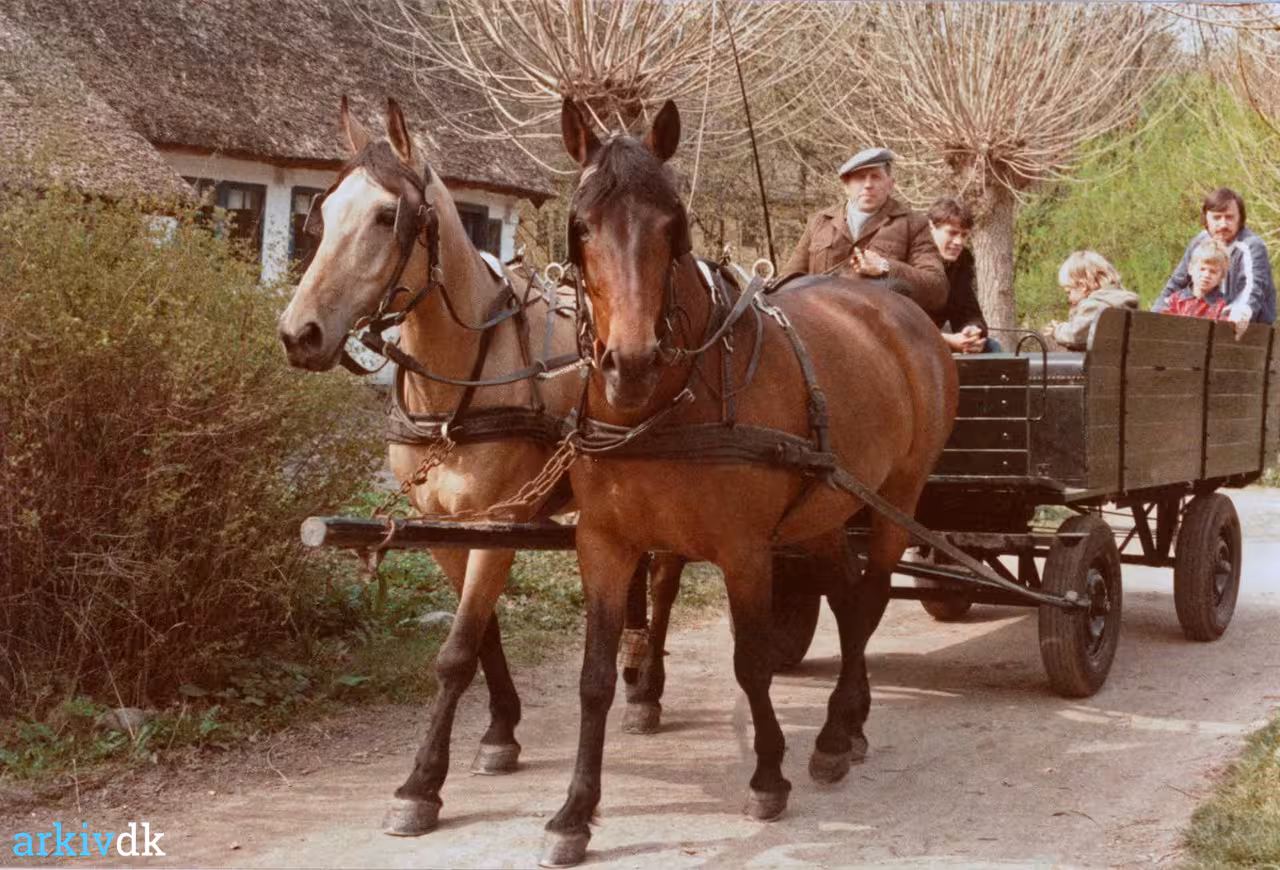 arkiv.dk | Gunner Beicher Hansen kører besøgende på Frilandsmuseet.