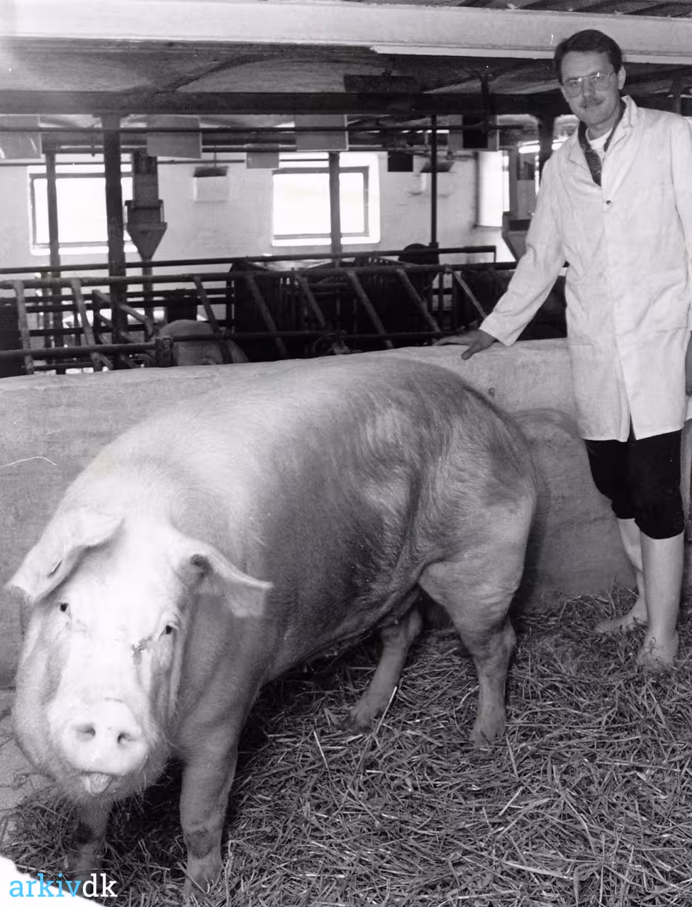arkiv.dk | Svineavlscenteret på Kauergård i Thorning