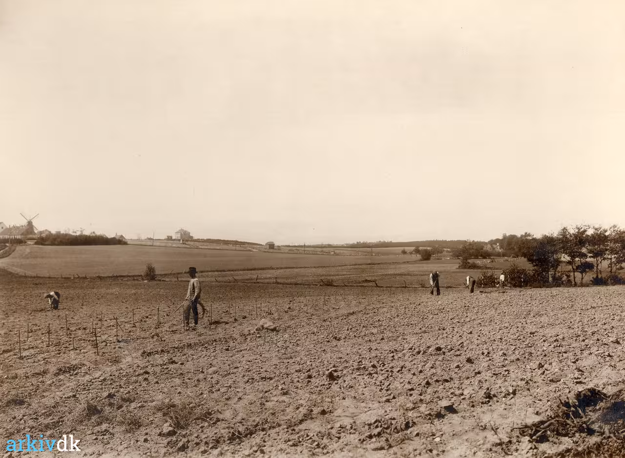 arkiv.dk | Johan og Axel Hornbechs Frugtplantage