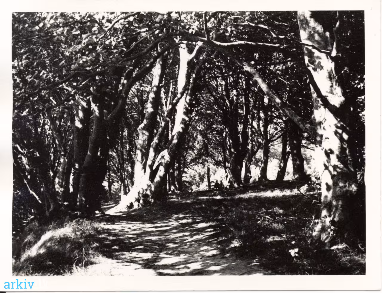 arkiv.dk | Motiv: Parti fra Luknam