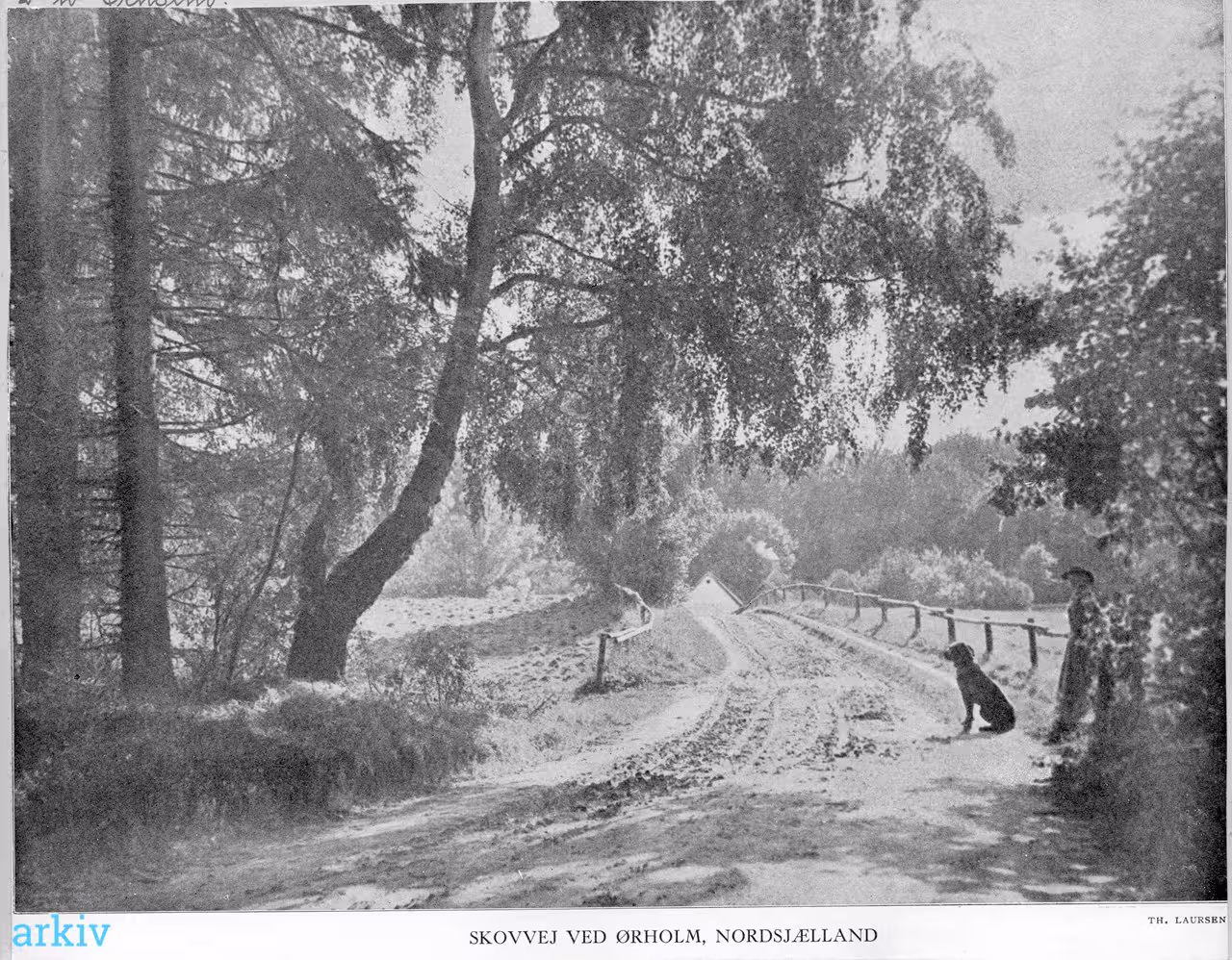 arkiv.dk | Motiv: Skovvej ved Ørholm