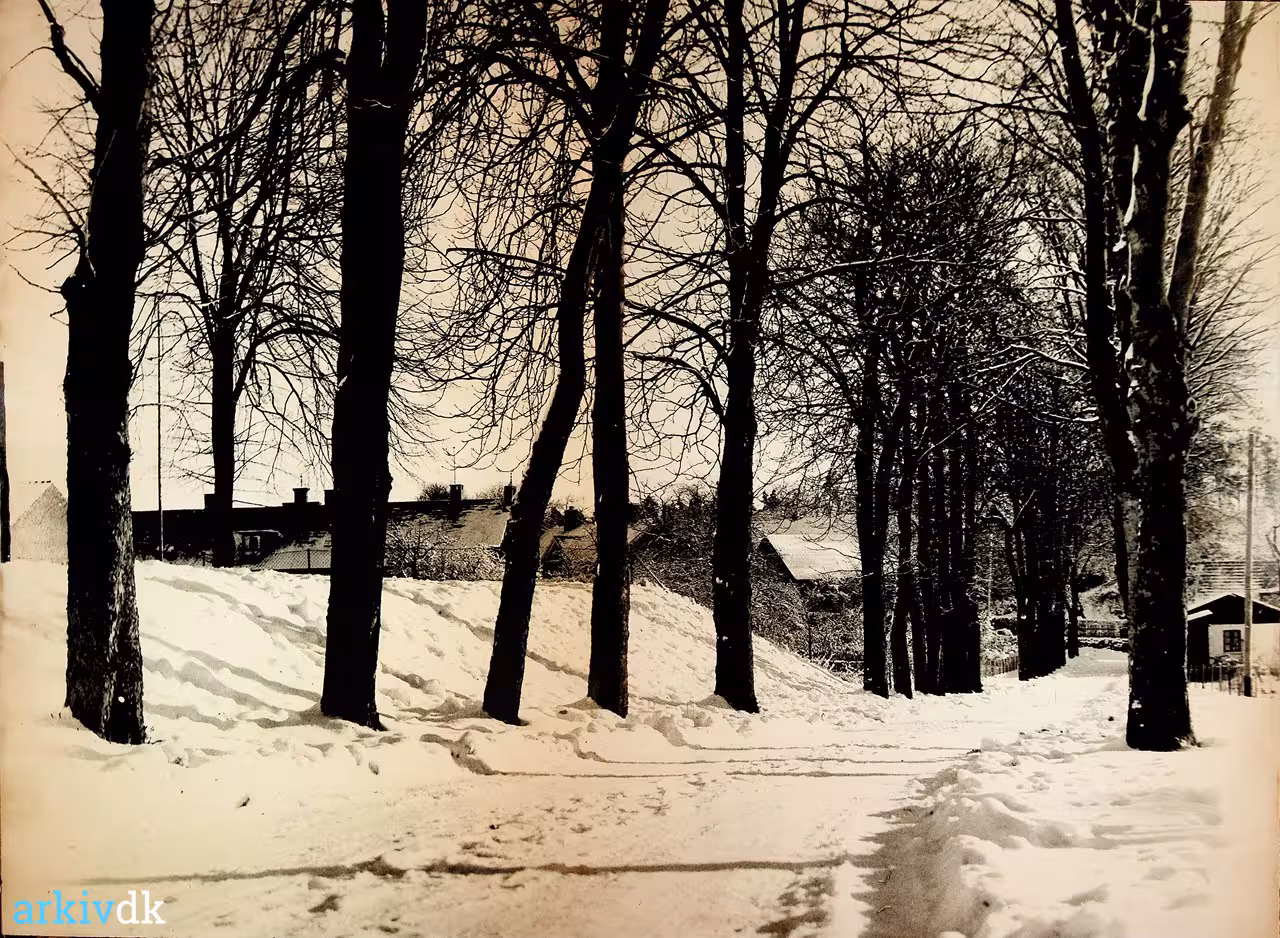 arkiv.dk | Vinterbillede fra Kastaniealle i Gl. Rye.