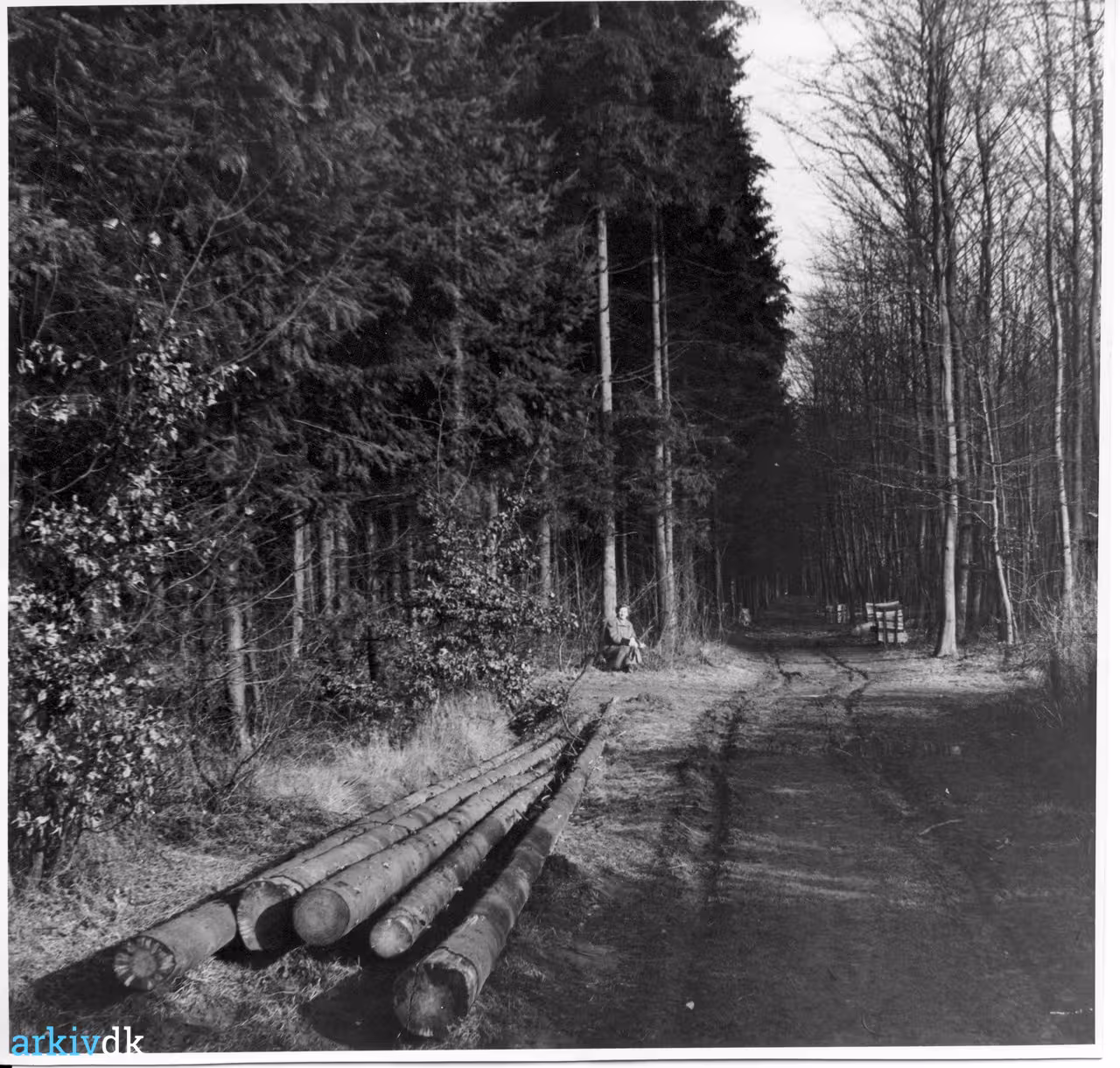 arkiv.dk | Motiv: Geels Skov, Holte